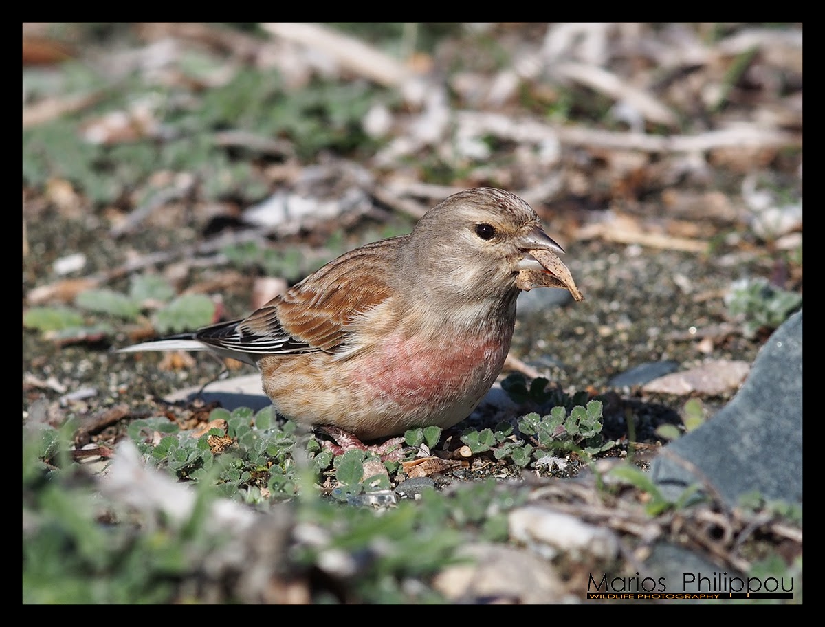 Bird: Linaria cannabina (Common linnet - Φανέτο - Τσακροσγάρτιλο ...
