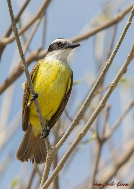 Aves Rosario de la Frontera Salta: Benteveo común, alias "bicho feo ...