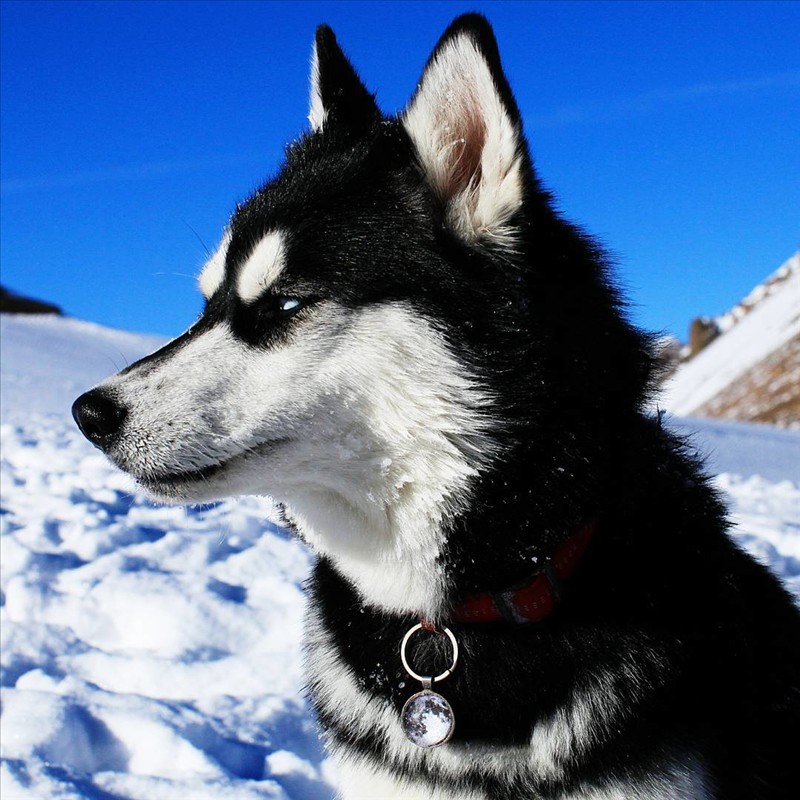 Gorgeous husky Okami & Oniks from Almaty, Kazakhstan - My Interests