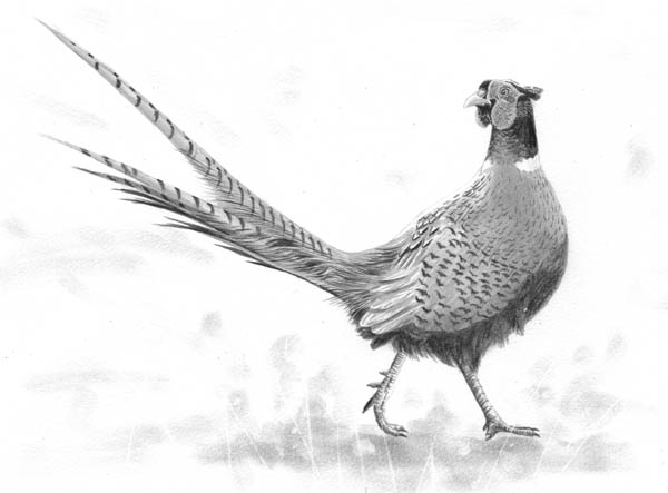 Nolon Stacey - A Pencil Artist's Blog