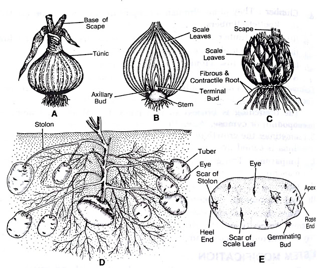 Botanica: MORPHOLOGY OF STEM