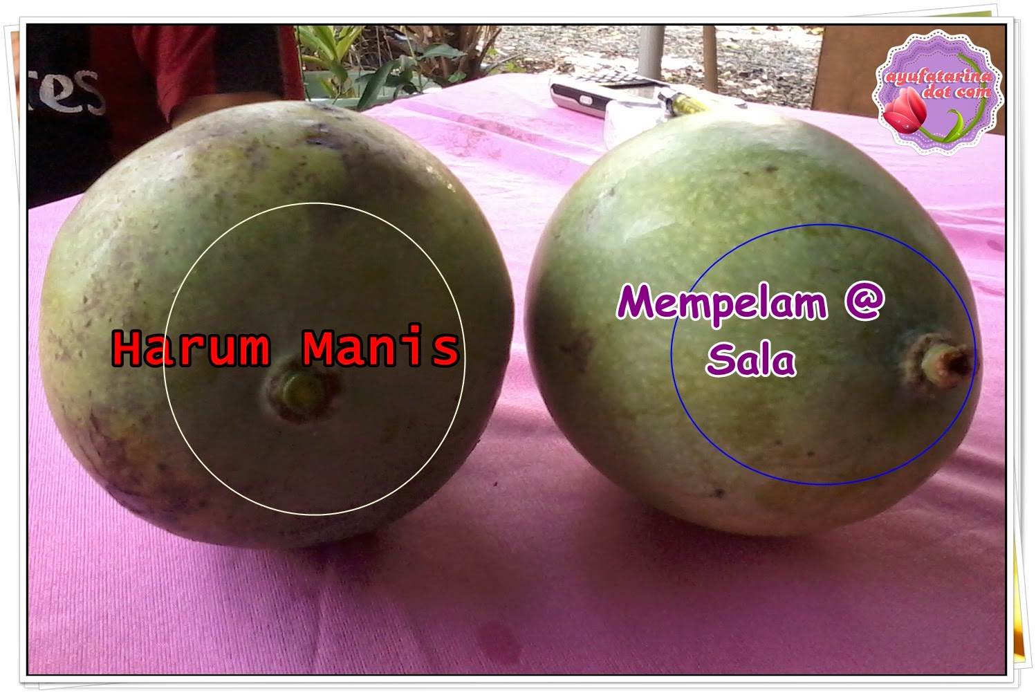 Ayu Fatarina: Tempahan Harum Manis Original Perlis 2016