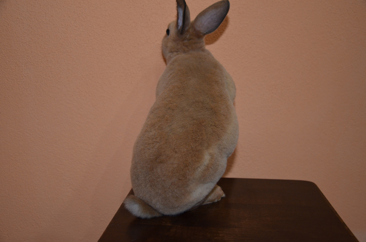 Rabbit Territory: Red Mini Rex Rabbit