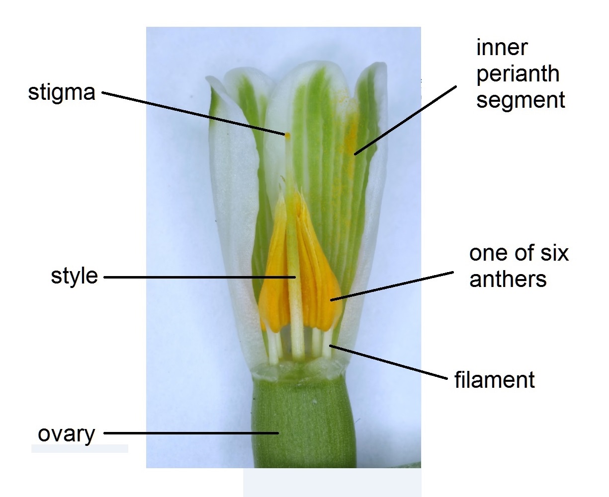 Mike's North Hants nature watch: The snowdrop (Galanthus nivalis) an ...