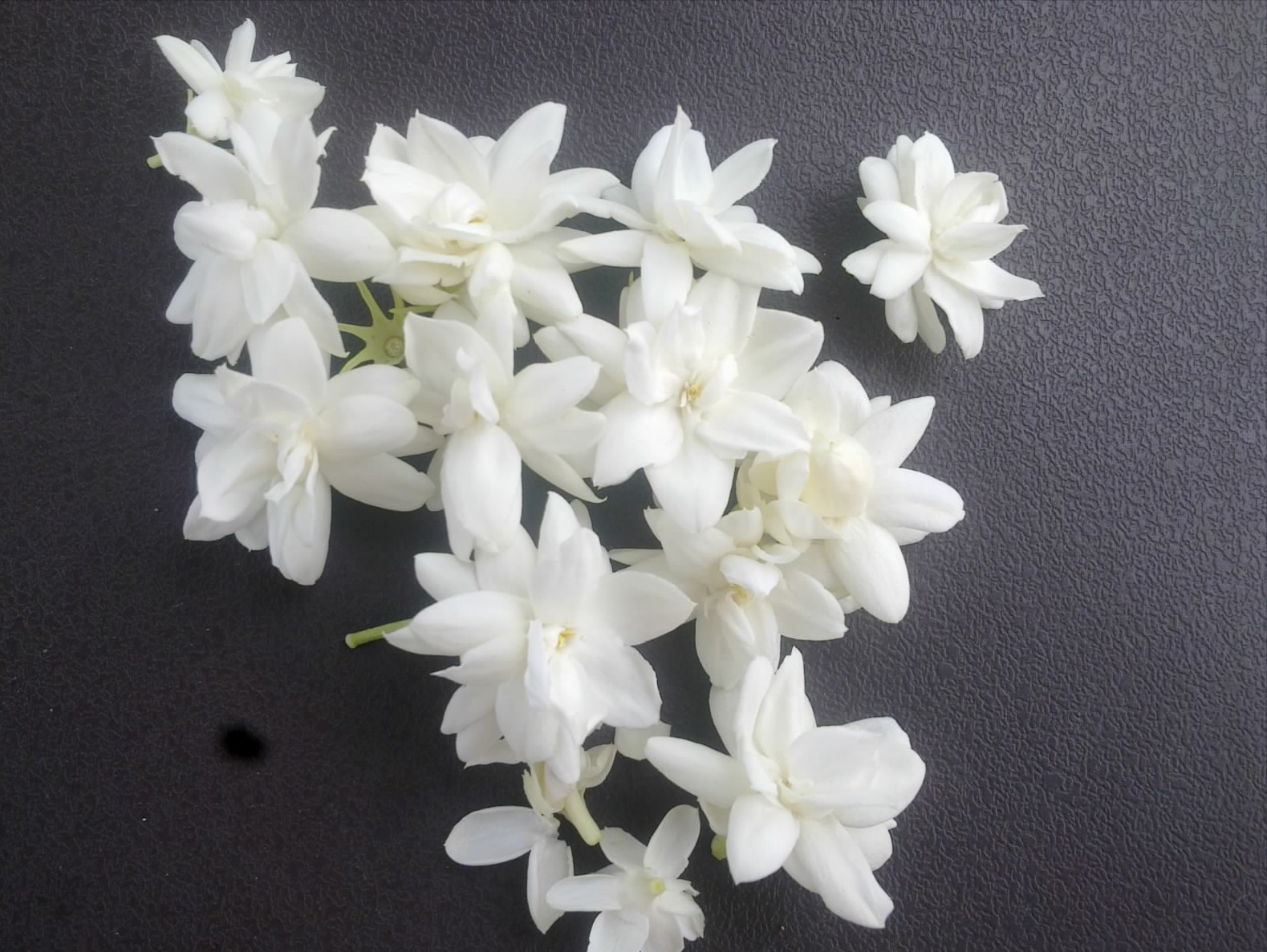 Gambar Bunga Melati Indah dan Wangi | Kumpulan Gambar