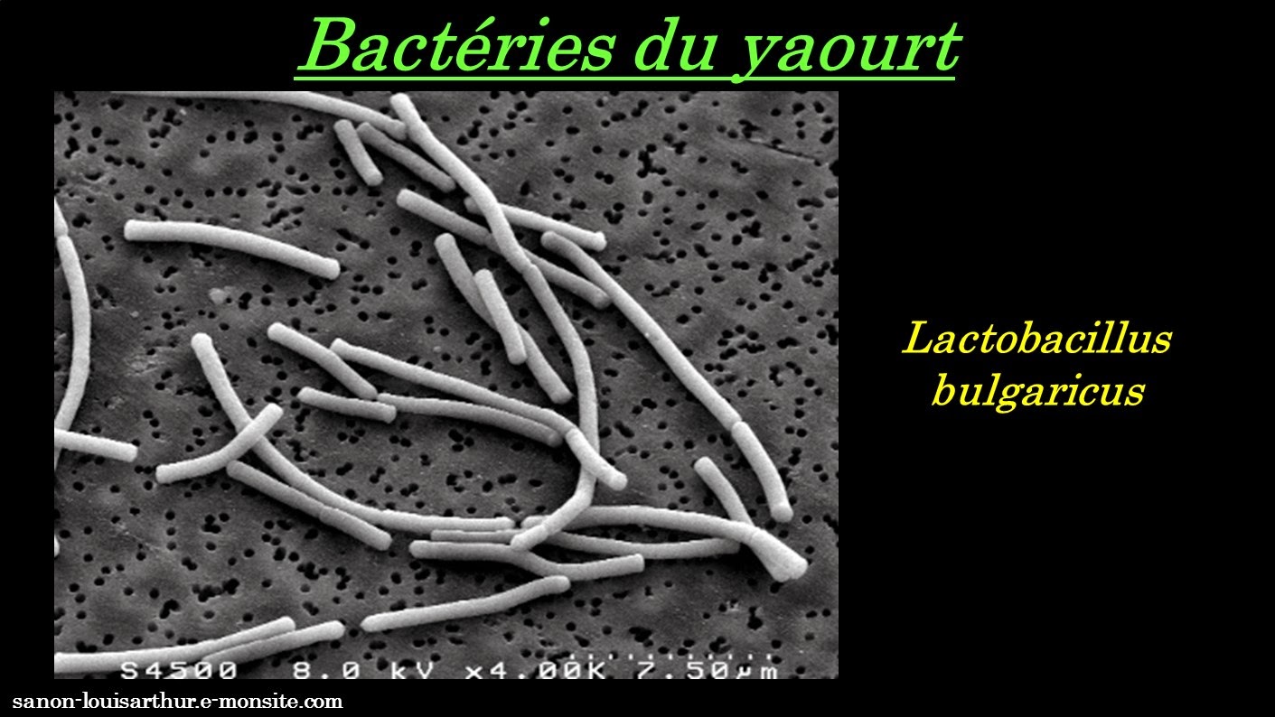Le labo d'Anissa - SVT: Chapitre 1 : La contamination par les micro ...