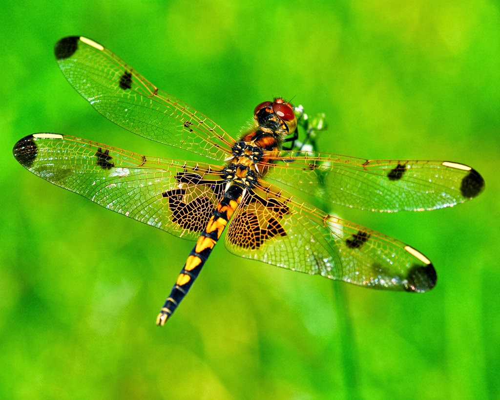 Andy foto natura: Libelulas