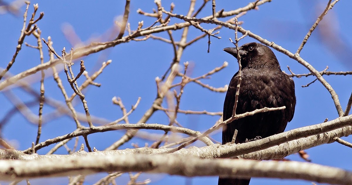 mis fotos de aves: Corvus brachyrhynchos Cuervo Americano American Crow