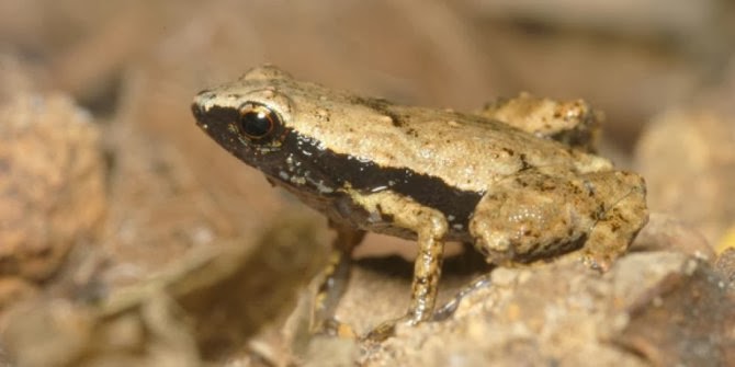 Rana cancrivora