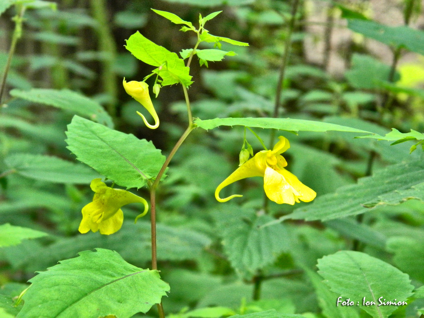 De vorba cu mine însumi: Slăbănog