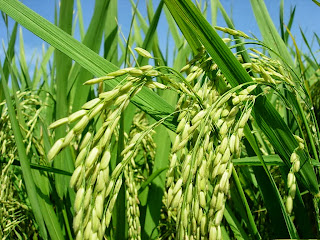 Klasifikasi dan morfologi Beras (Oryza sativa) - Kerajinan Tangan