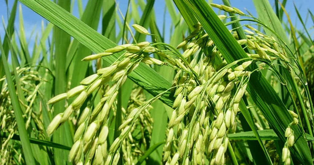 Klasifikasi dan Morfologi Tanaman Padi (Oryza sativa) | -Petani TOP-