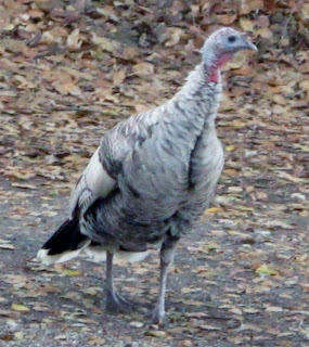 The Official PoultryBookstore.com Blog: Slate turkey