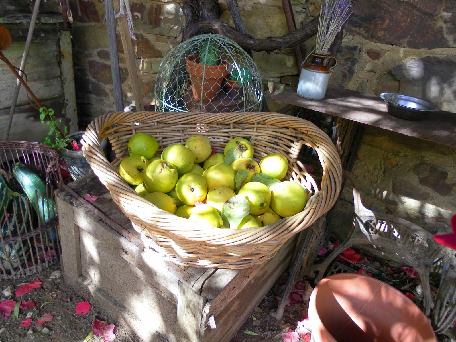 Autumn Harvest - Quince