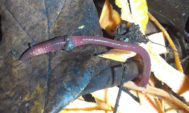 Aquatic Solutions Canada: Care and Keeping of Red Wigglers