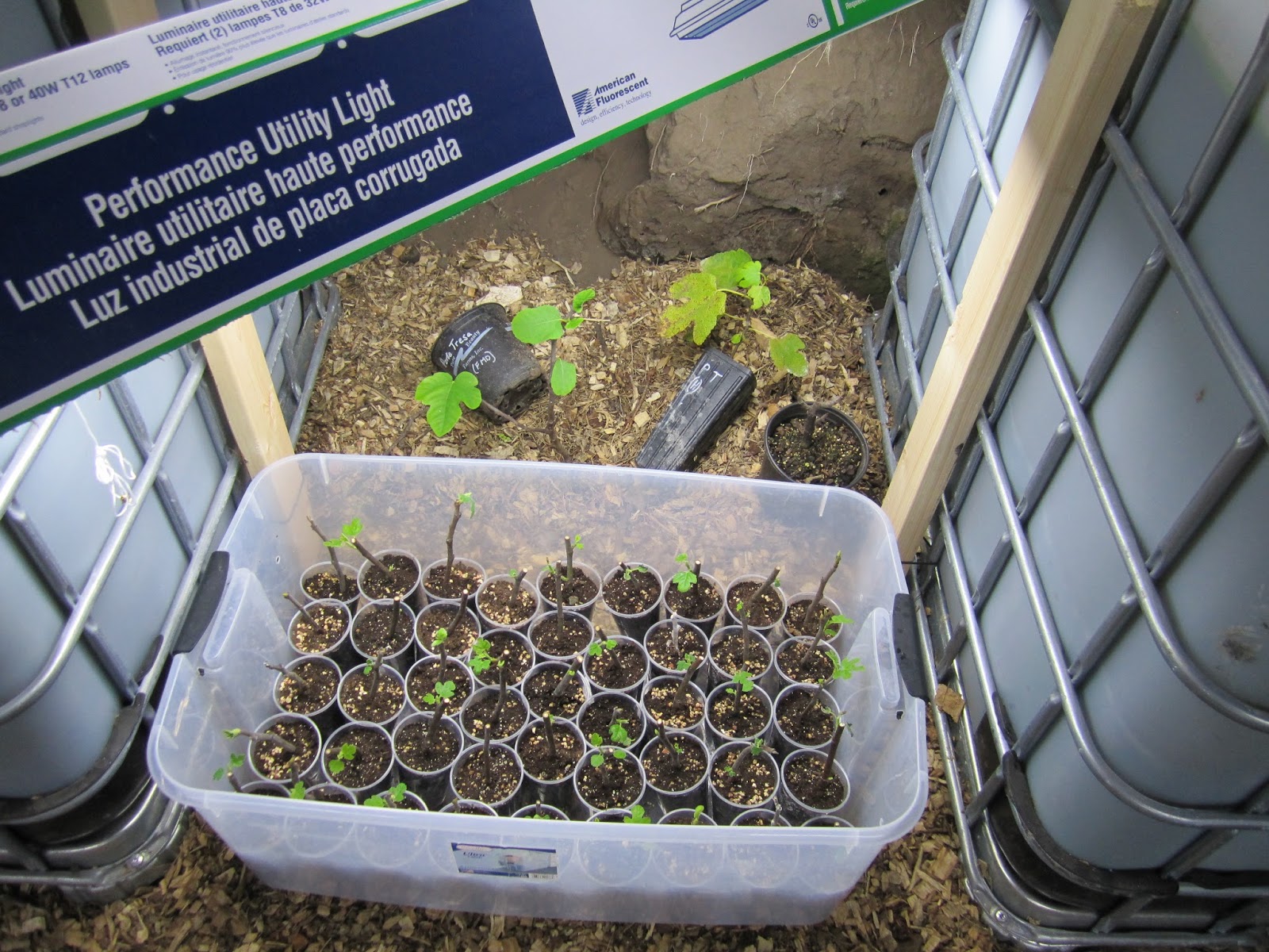 FigCuttings.com: Growing Figs Under Grow Lights