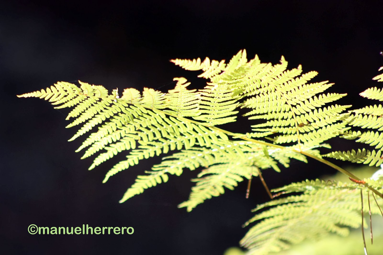 amolapedriza: Helechos