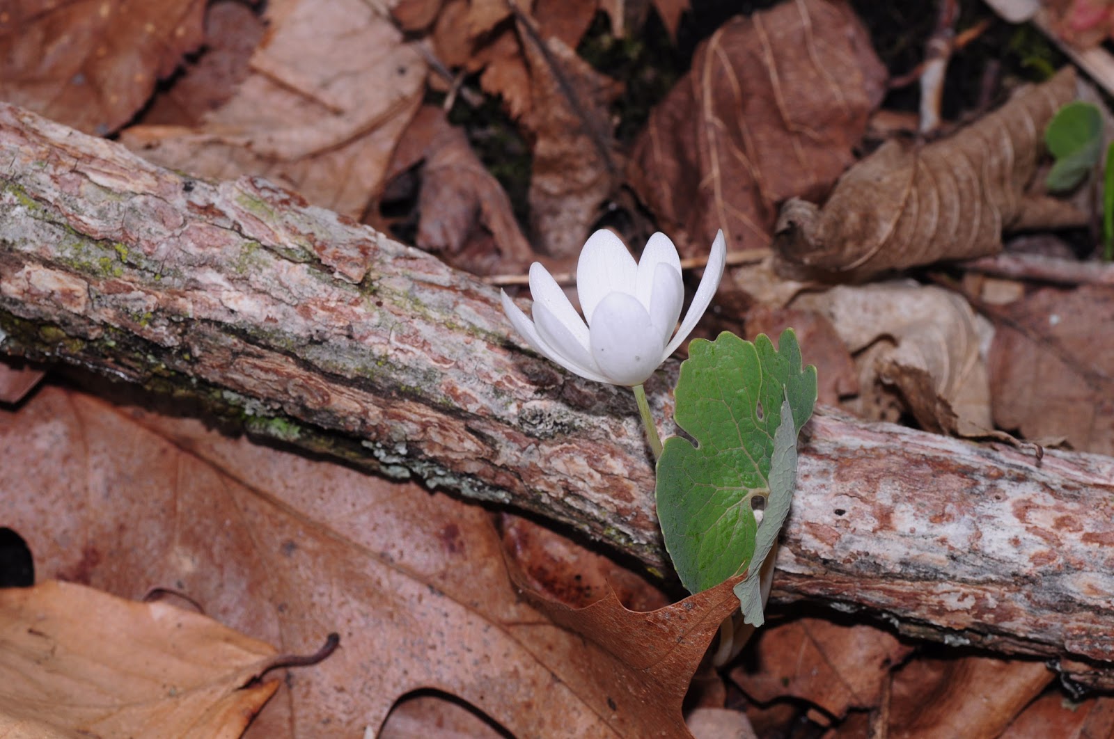 An Adirondack Naturalist in Central New York: Spring Flowers at Last!