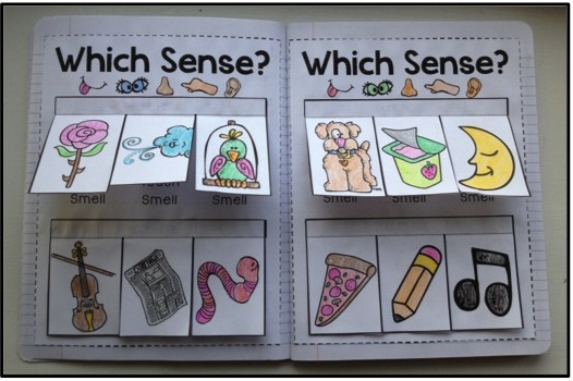 Science Interactive Notebooks The Five Senses | The Barefoot Teacher