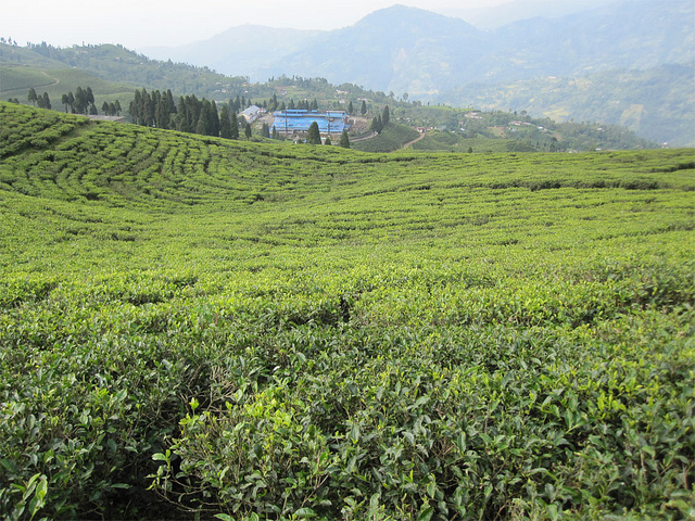 Kanyam Tea Estate - EVERYTHING ABOUT PURWANCHAL || Eastern Development ...