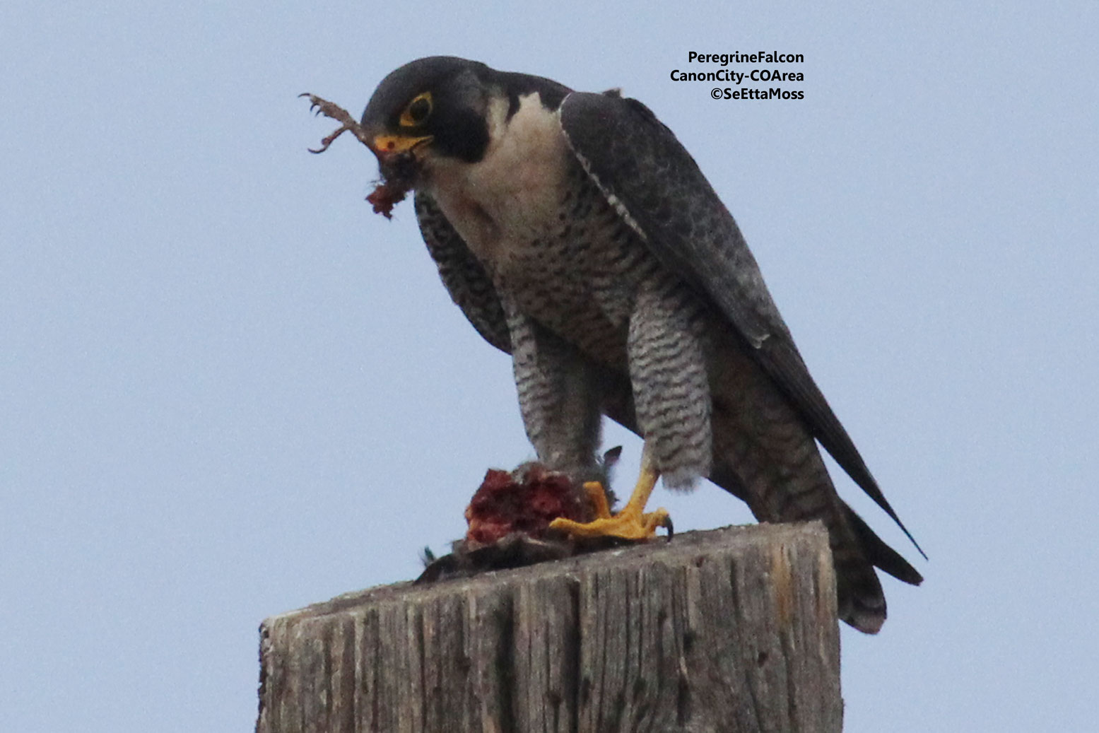 Peregrine Falcon enjoying...whose foot is that??
