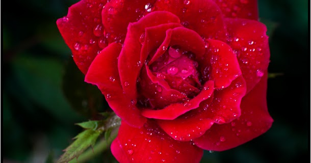 BadAperture Photography: Saturated Wet Rose