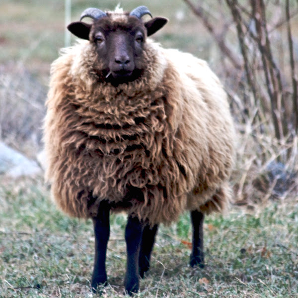 Shetland Sheep | ROYS FARM