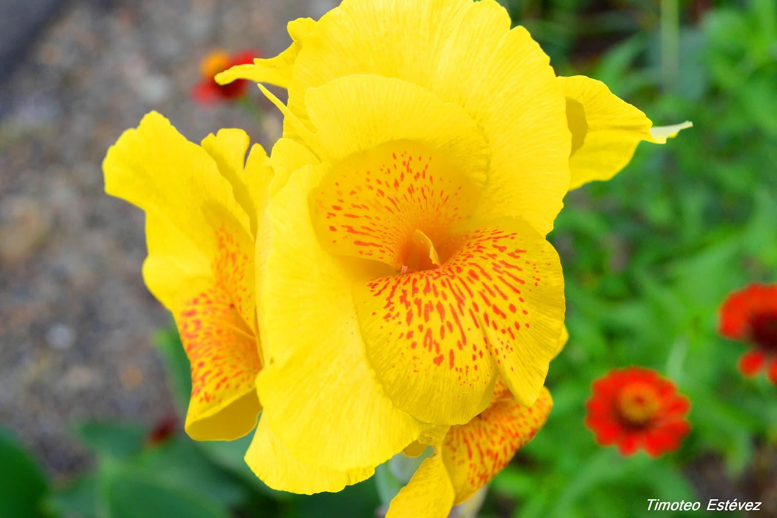 Flor de Capacho (Canna Generalis Bailey) | Con mi Nokia en la mano.