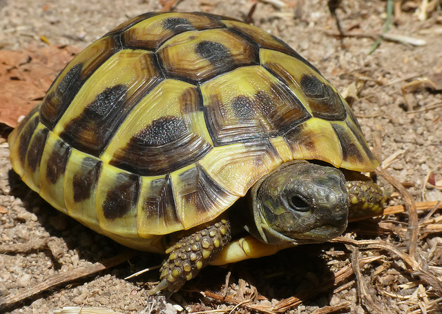Herman Tortoise - Reptiles World