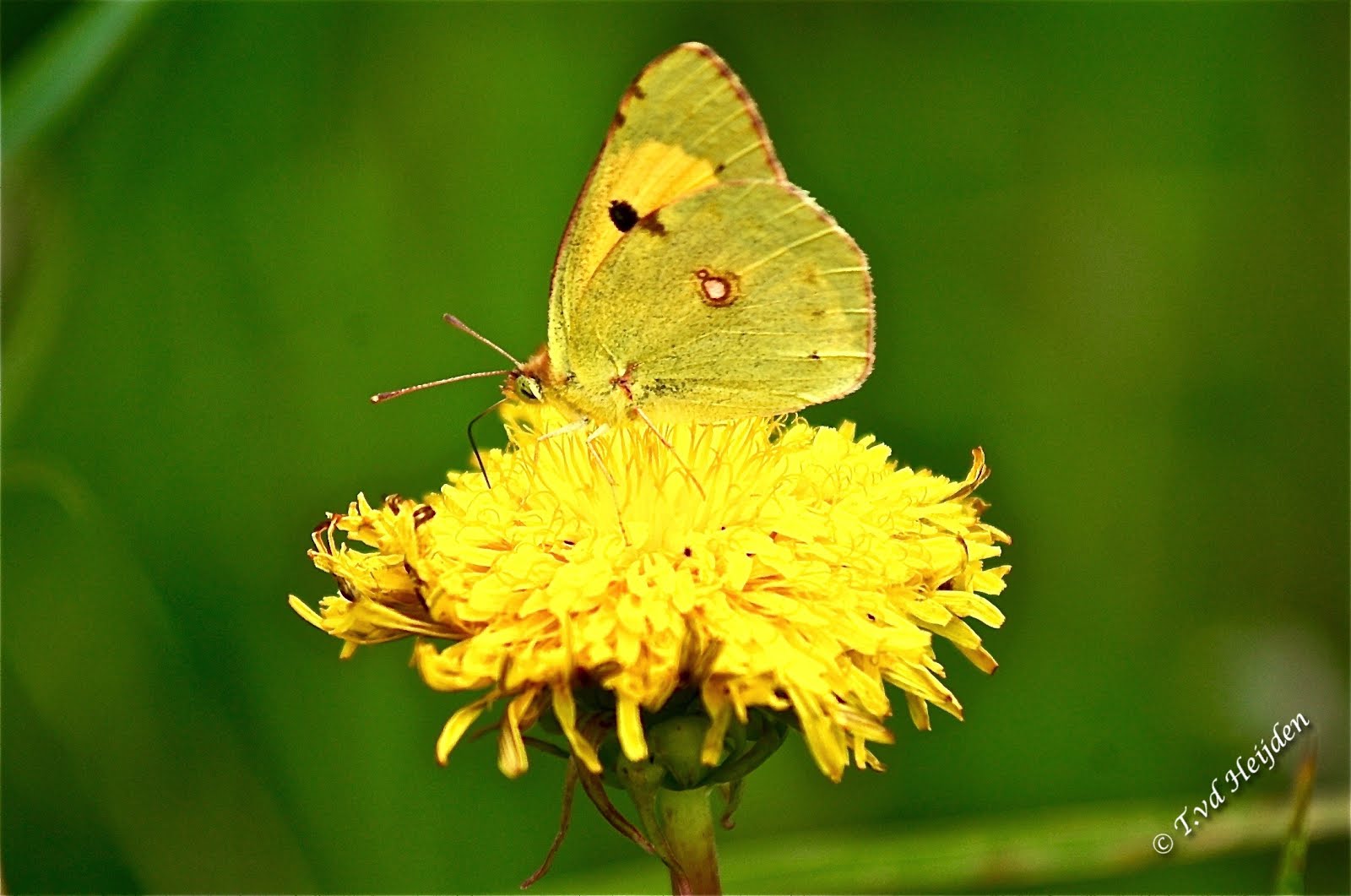 Theo’s Natuur Momenten: DE INSECTEN VAN HET KEMPEN~BROEK