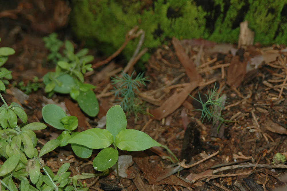 DEV BİR SEKOYA AĞACINDA YAŞAM ~ BAŞTAN SONA BÜTÜN DÜNYA