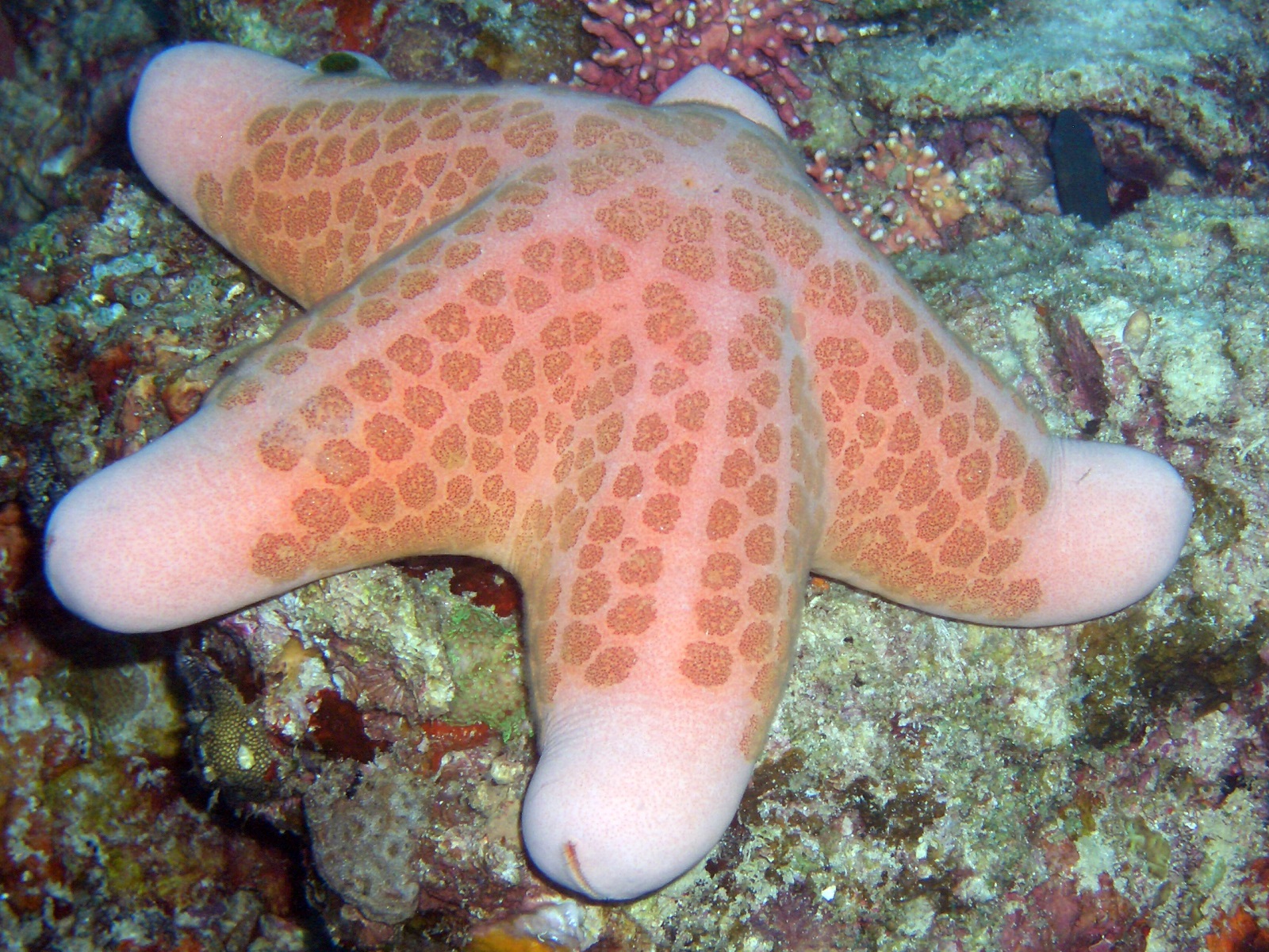 Real Monstrosities: Granulated Starfish