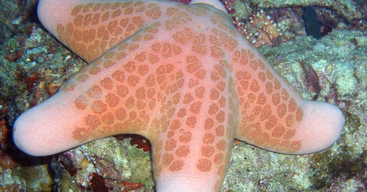 Real Monstrosities: Granulated Starfish