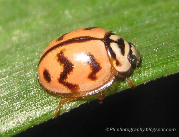 Six-spotted Zigzag Ladybird | Nature, Cultural, and Travel Photography Blog