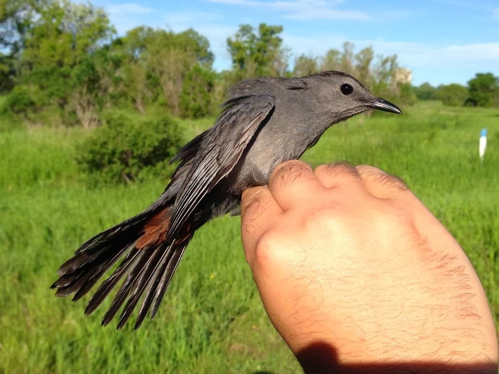 Bird Banding in Saskatchewan: A close up look at the Gray Catbird ...