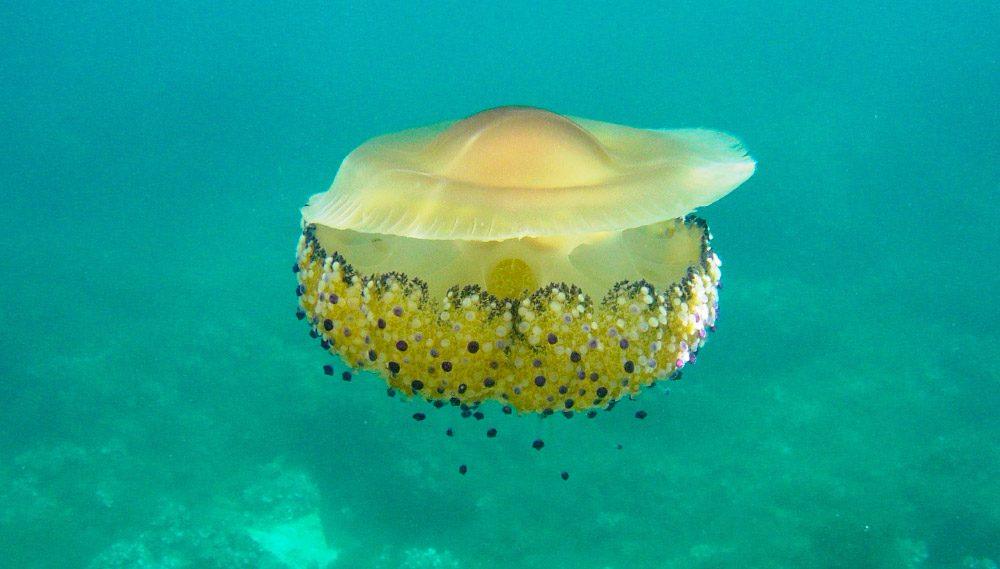 Le ciel est par dessus le toit: Les méduses arrivent à Valencia...
