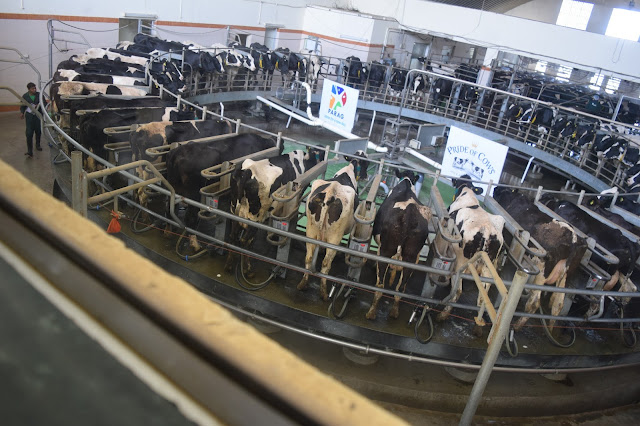 The Gobble Diaries: Go Cheese Factory Visit