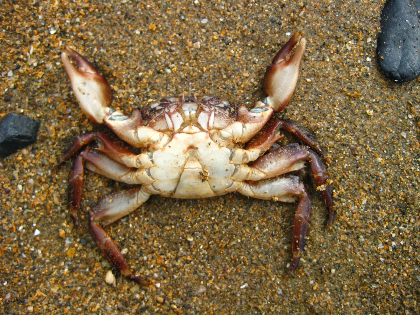 KUKUFRAKAK: Mi bicho verde,....