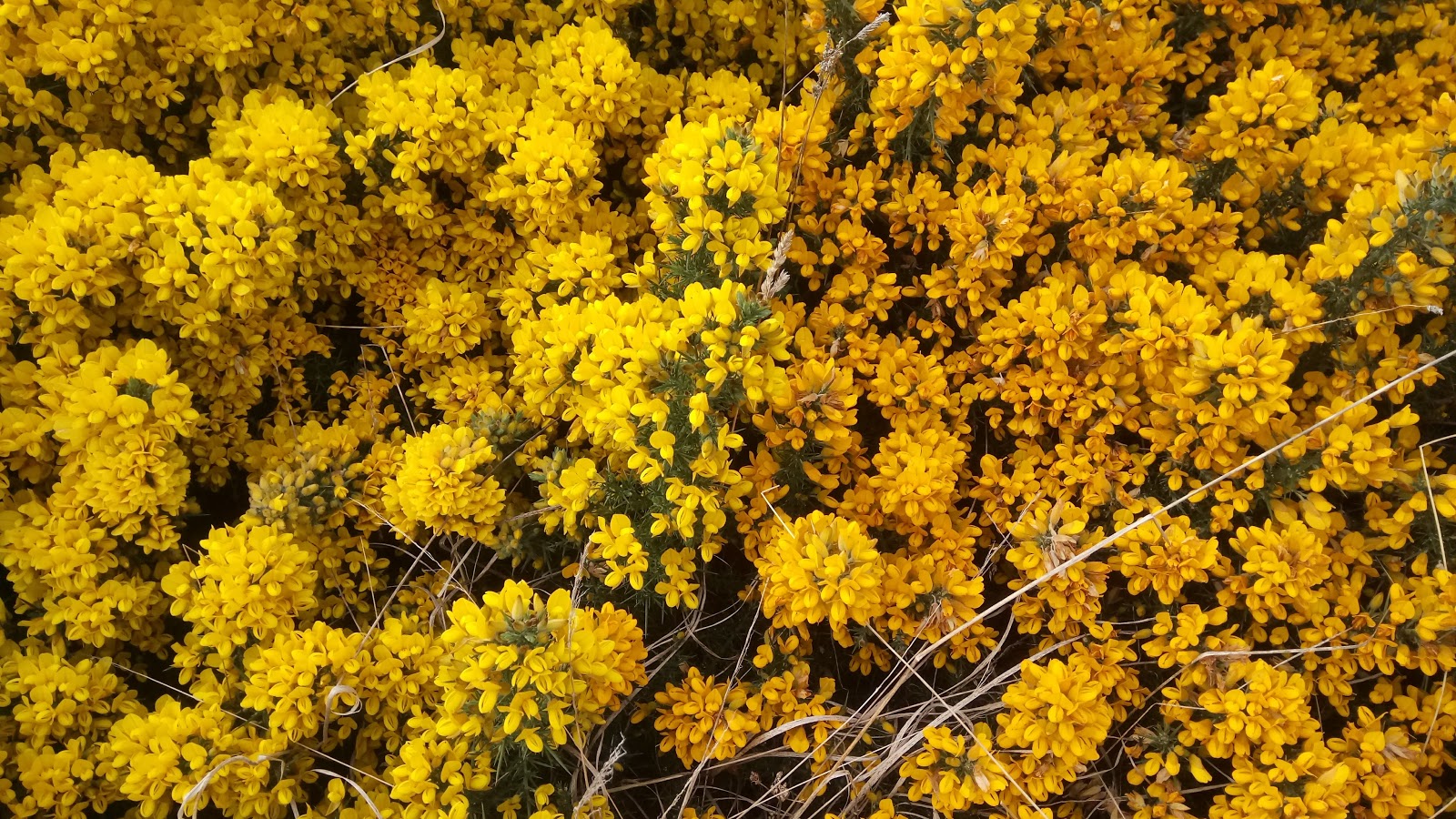 Pamela & Ken's Days of Fun!!: X is for Xanthic