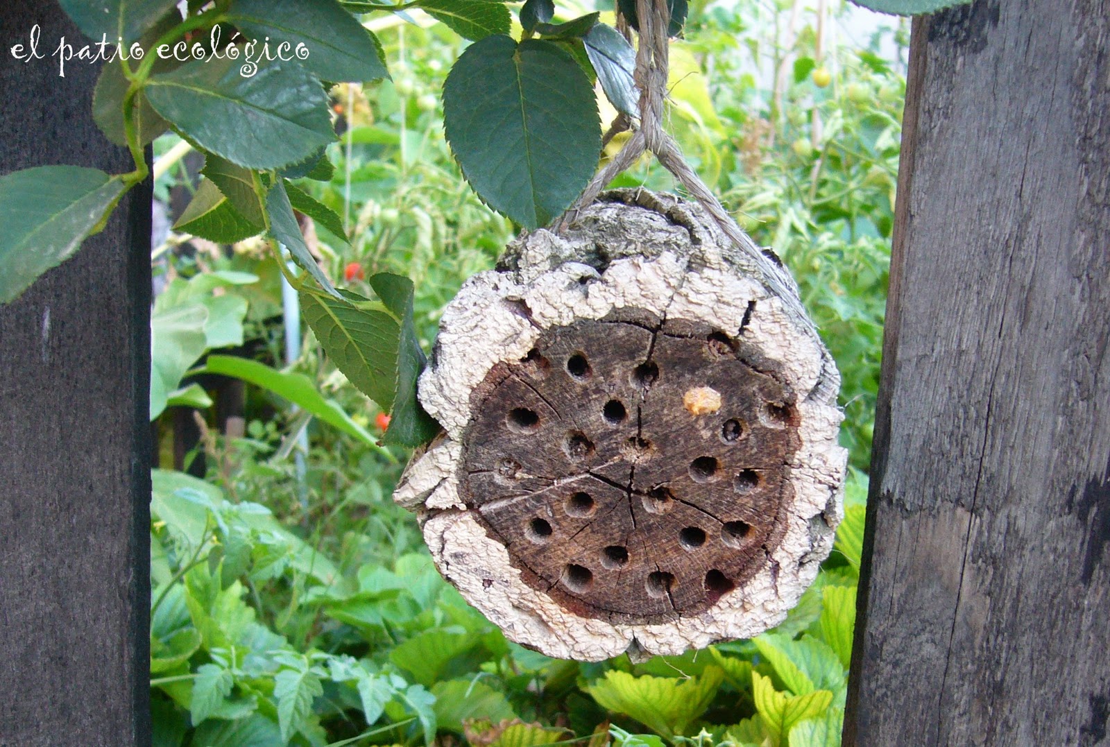 EL PATIO ECOLÓGICO: refugio para insectos