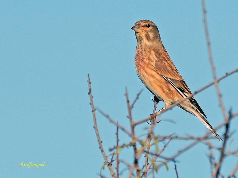 Miguel fotografia: Pardillo común (Carduelis cannabina)