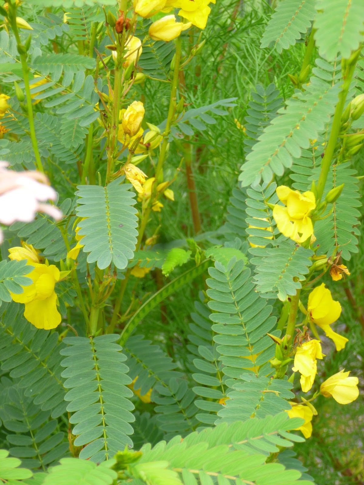 Garden of Aaron: Partridge Pea - One of the Best (Self-Sowing) Annuals ...