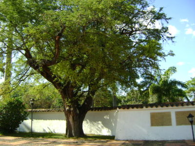 El Tamarindo: 14 hermosos arboles tamarindos
