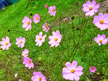Pink Cosmos - Ata Pethiya | SL Flora