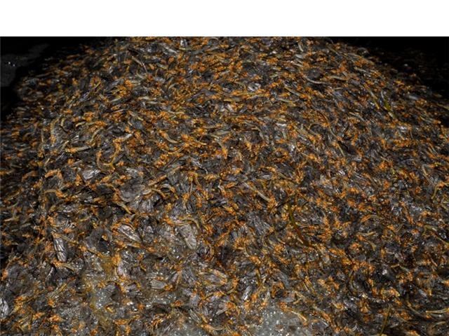 Idaho Nature Notes: Brown Drake are Hatching