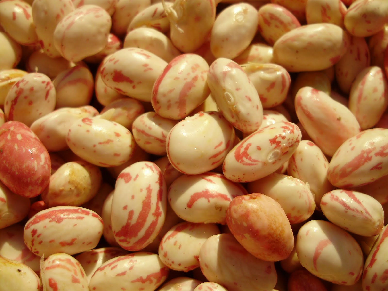 Ohiofarmgirl's Adventures In The Good Land: Holy Horticulture Beans!