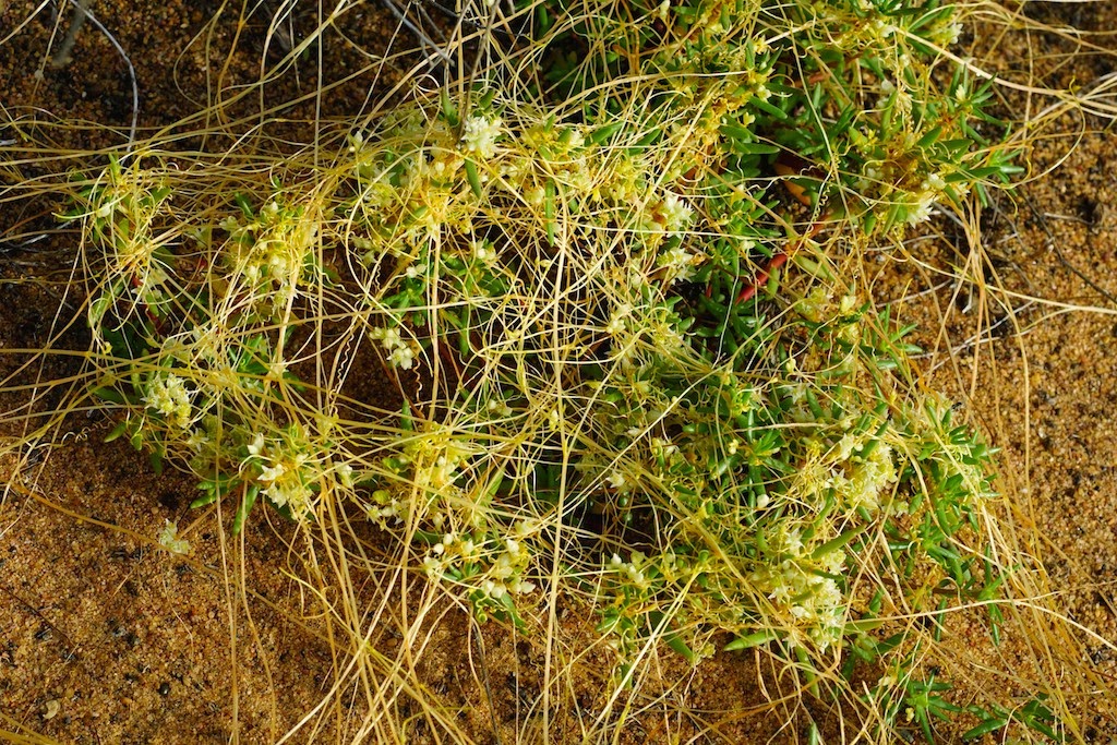 Flora de Puerto Rico Ilustrada Papo Vives: CUSCUACEAE CUSCUTA CAMPESTRIS