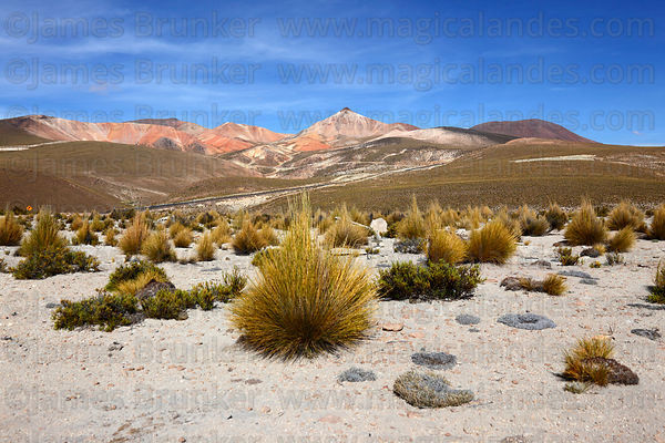 PLAAN : ICHU - Stipa ichu