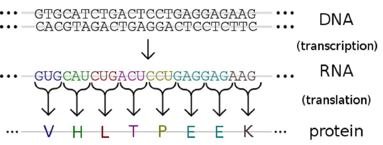 2. 유전자 발현 : 유전 정보의 해독