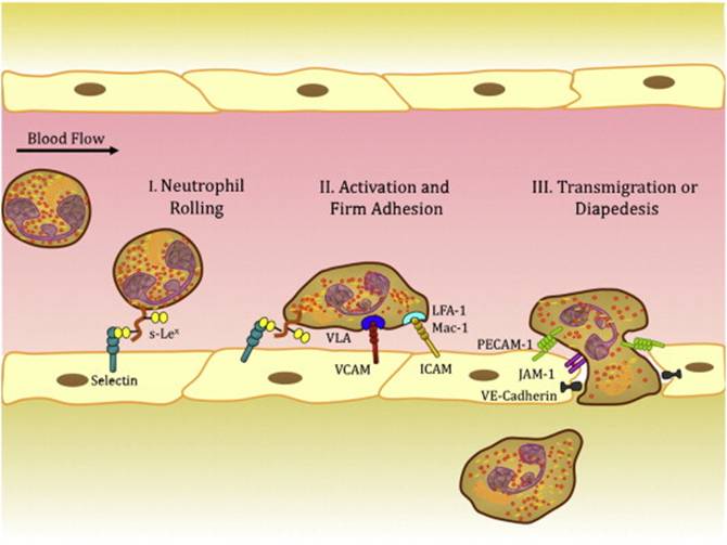 Lecture Notes in Medical Technology: Lecture #9 : The White Blood Cells